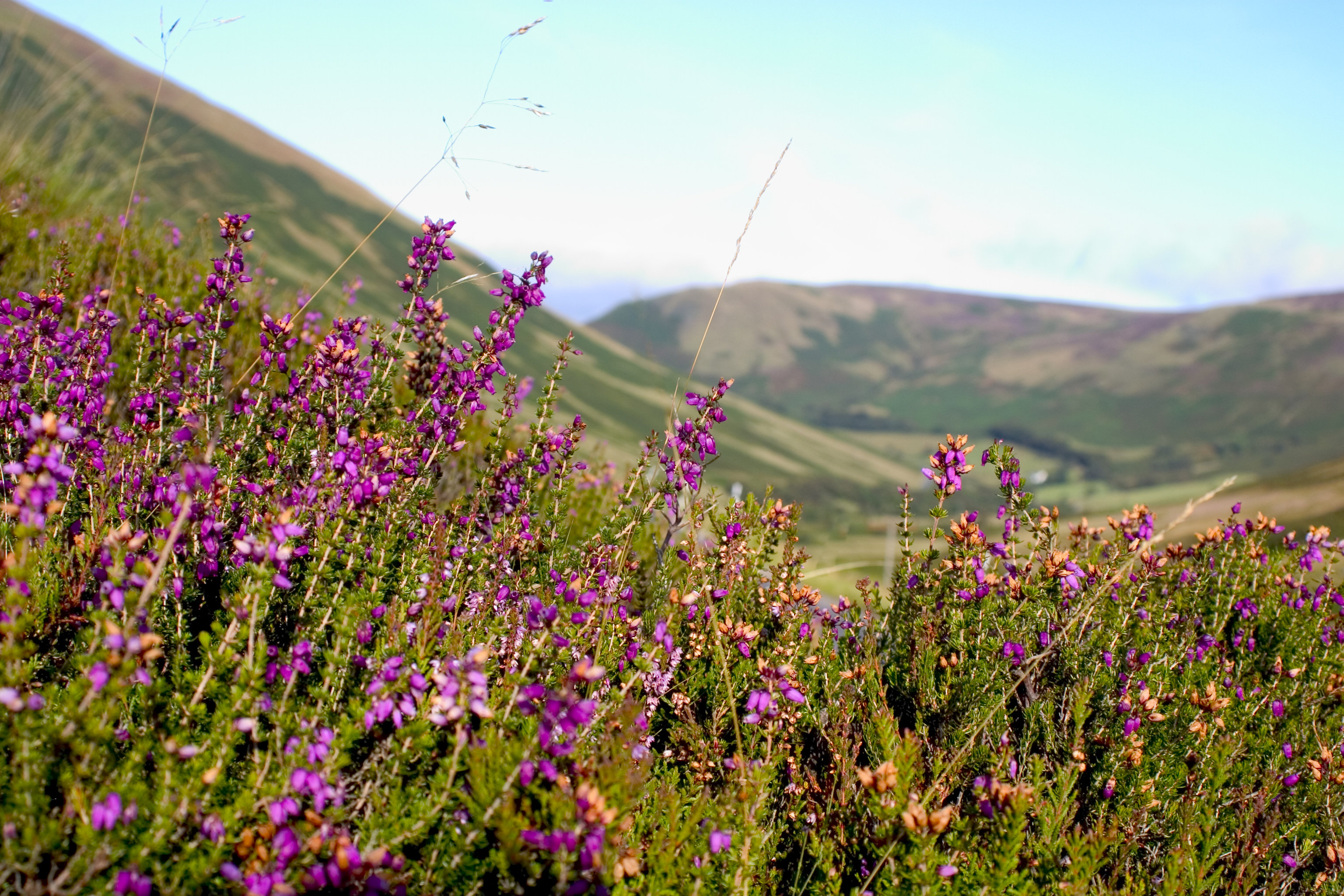 Hokku Designs Temara Heather On The Hill On Canvas by Grahamchappell ...