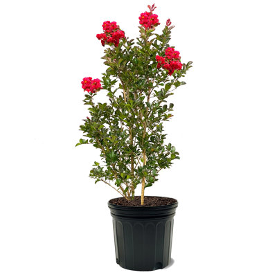 American Plant Exchange Flowering Trees Live Ruffled Red Magic Crape ...