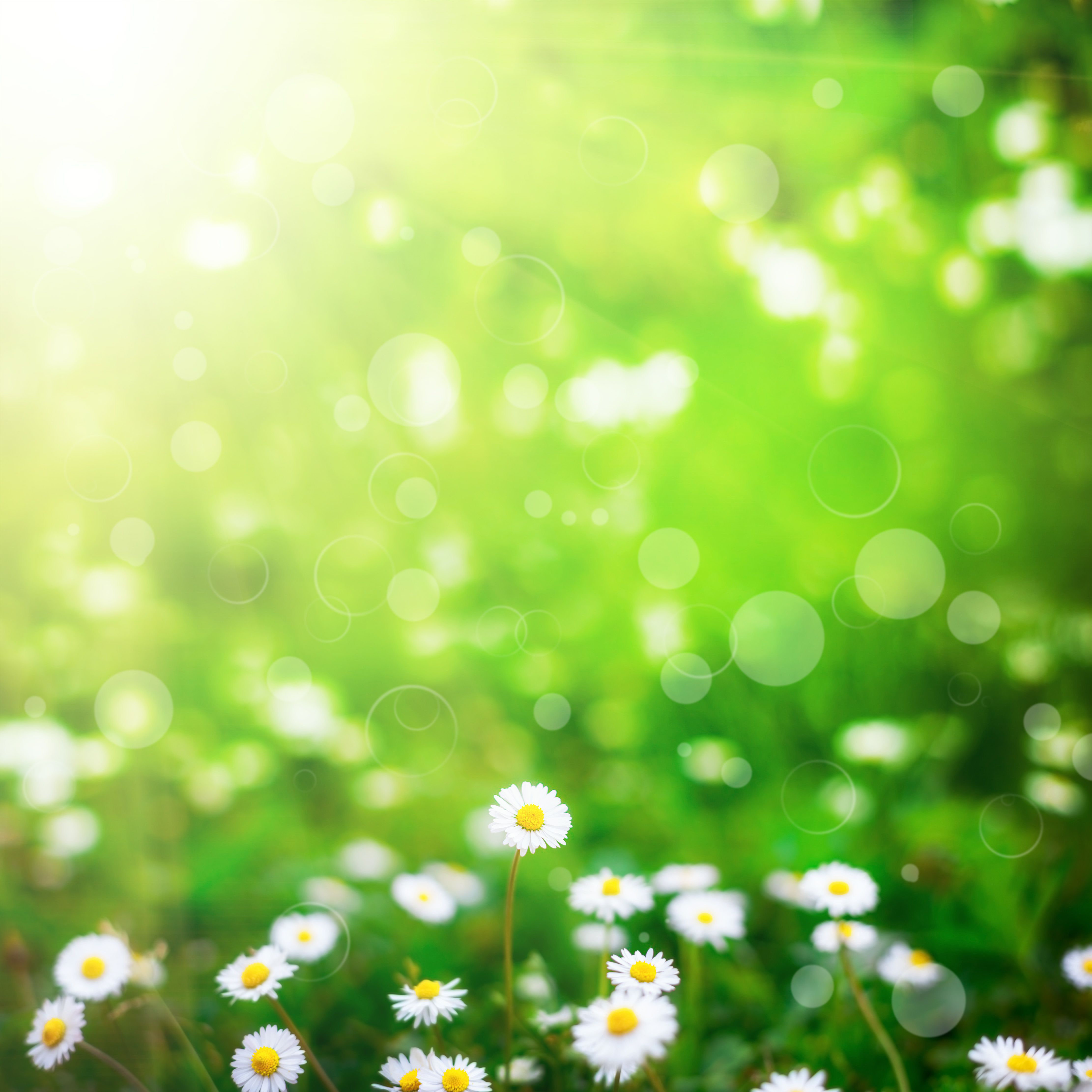 Ebern Designs Brealyn Flower Field by - Wrapped Canvas Photograph | Wayfair