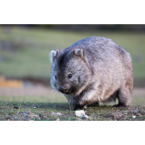 Latitude Run Wombat Walking On Grass by Sandergroffen - Wrapped Canvas ...