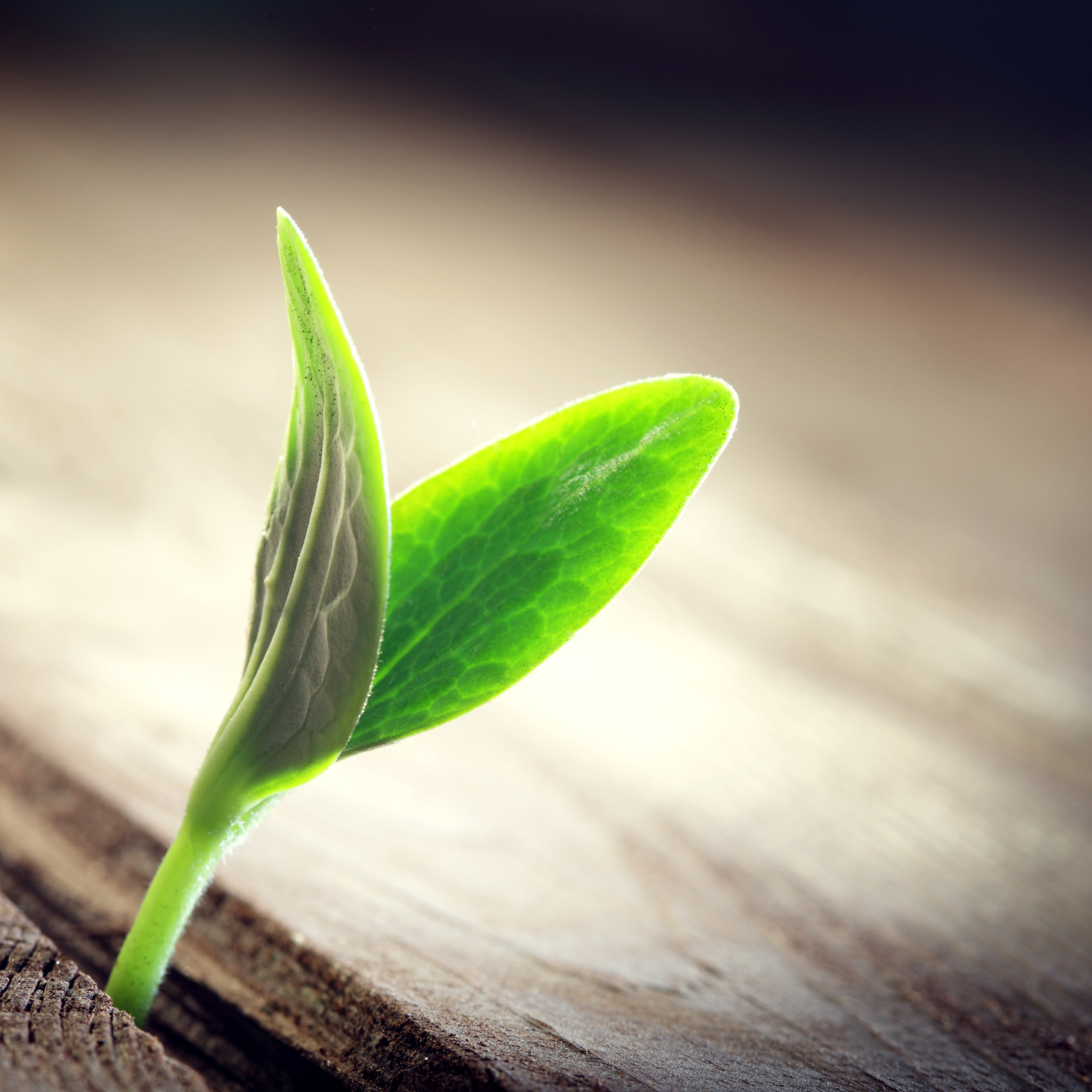 Ebern Designs Sprout Sprouting Between Floor Boards - Wrapped Canvas ...