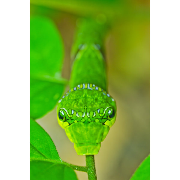 Wildon Home® Pupa - Wayfair Canada