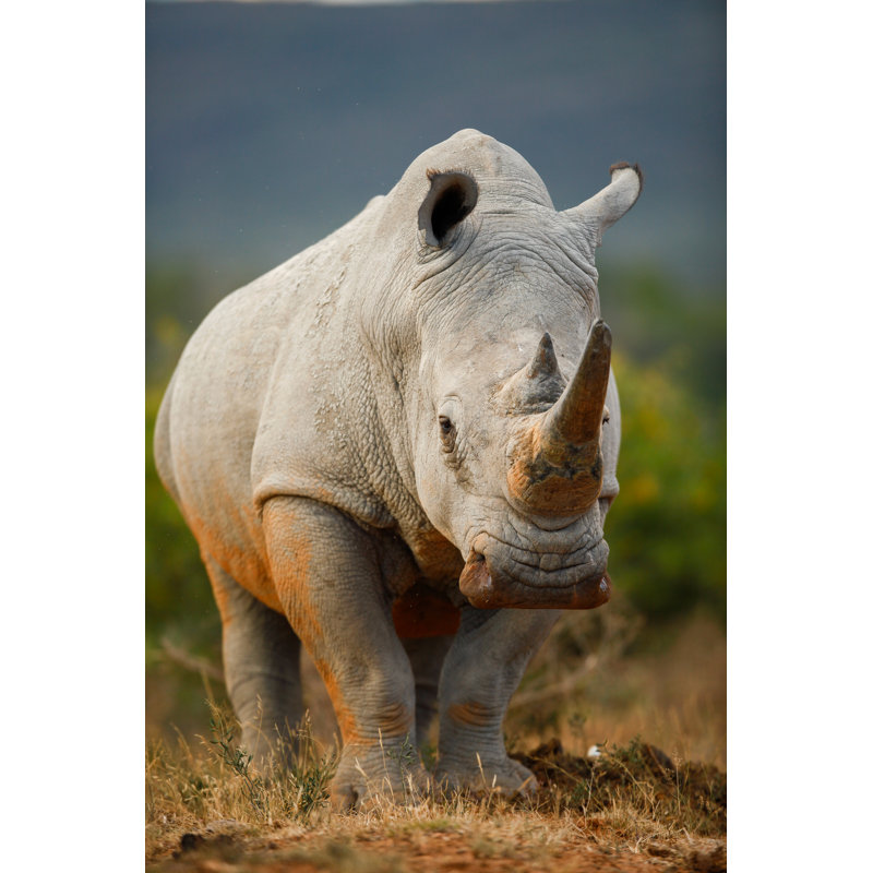 Ebern Designs White Rhino Bull by Ruan Springorum - Wrapped Canvas ...