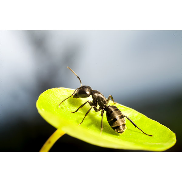 17 Stories Ant - Wrapped Canvas Photograph | Wayfair.co.uk