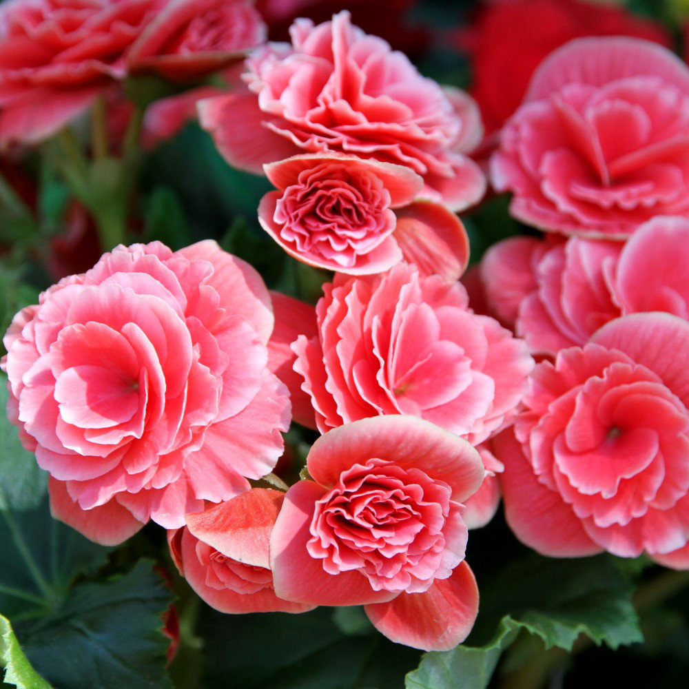 Touch of ECO Sweet Strawberry Pink Begonia Flowers - 4 Bulbs - Attracts ...