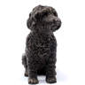 Winston Porter Leando Cockapoo Dog Bronze Coloured Planter Feet In Gift ...