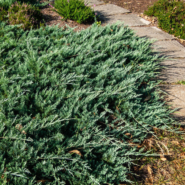 Plants by Mail 2.5 Qt. Blue Rug Juniper - Low-growing Evergreen Shrubs ...