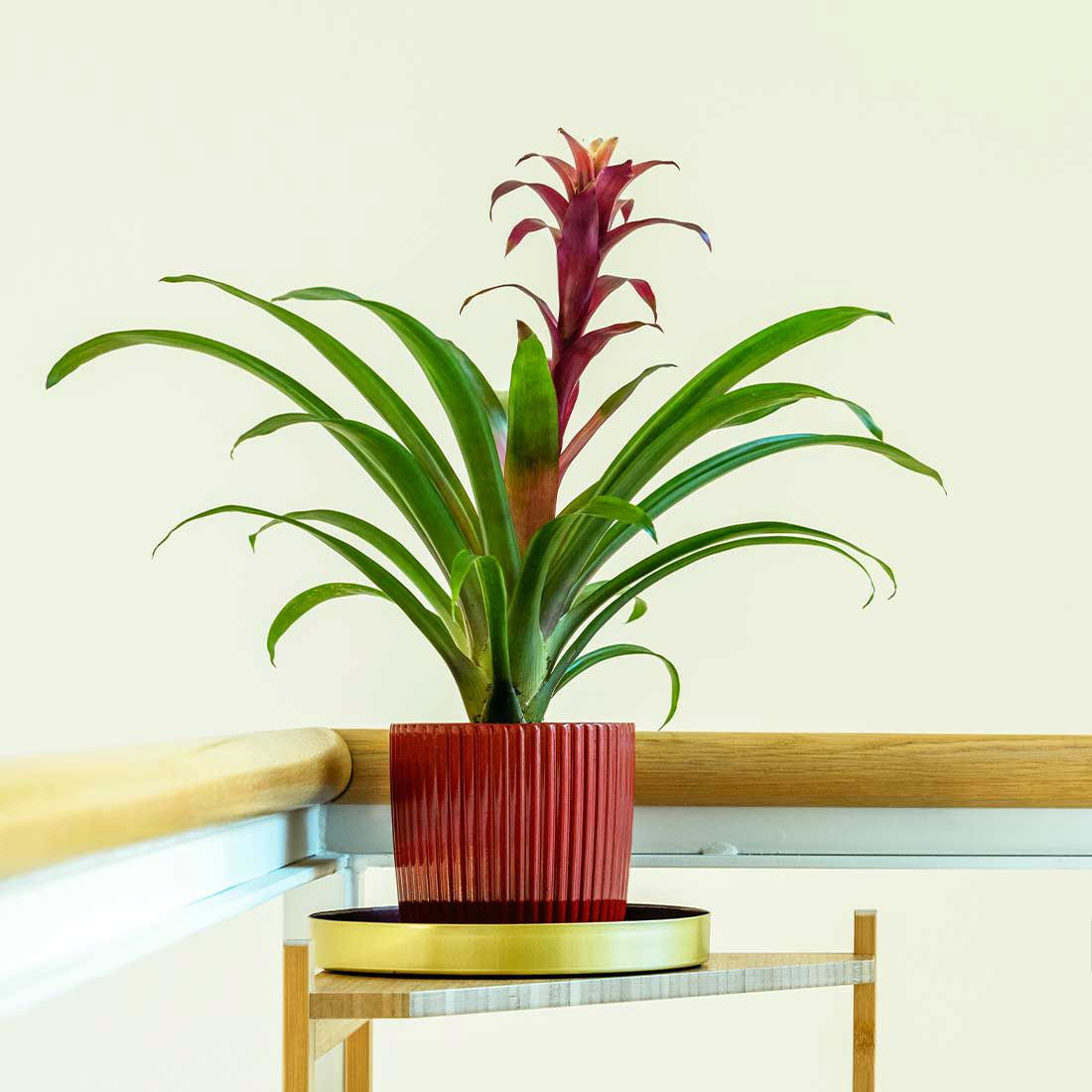 American Plant Exchange Tropical Flowering Bromeliad, Assorted Colors ...