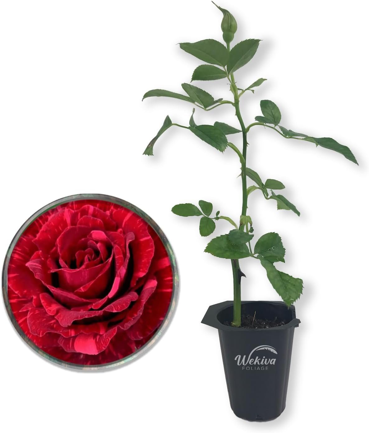 Wekiva Foliage LLC Red Intuition Rose Bush - Live Starter Plant in a 2 ...