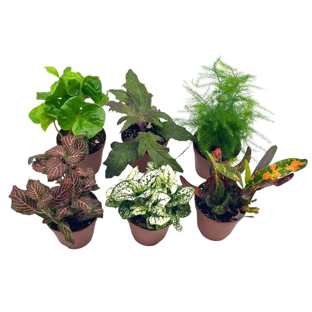 Florida House Plants Premium Foliage Assortment Colorful Fern Set ...