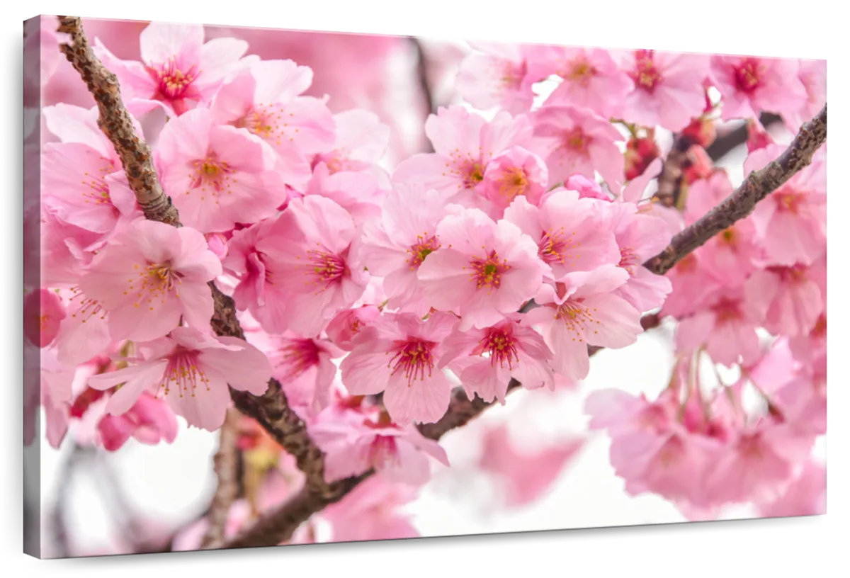 Lark Manor™ Harnek Pink Cherry Blossom | Wayfair