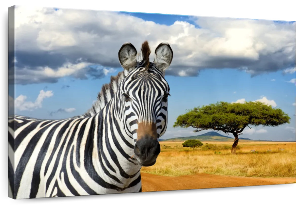 Ebern Designs Brampt African Safari Zebra | Wayfair