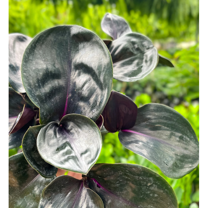 Thorsen's Greenhouse Live Geogenanthus Ciliatus Plant, 6" Diameter ...