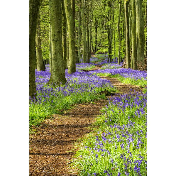 Alpen Home Beech Trees And Bluebells by Simonbradfield - Wrapped Canvas ...