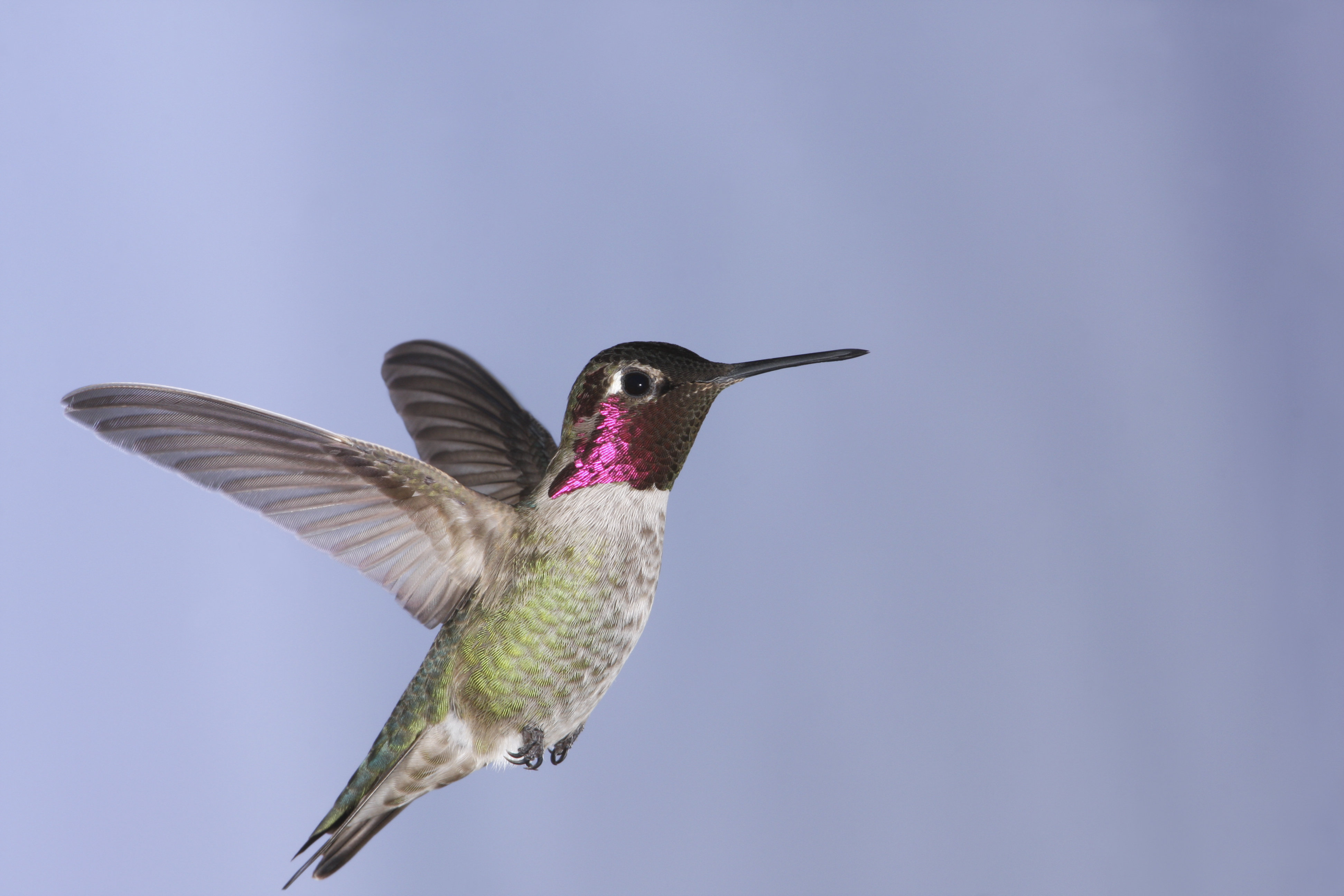 Ebern Designs Annas Hummingbird by Naturesdisplay - Wrapped Canvas ...