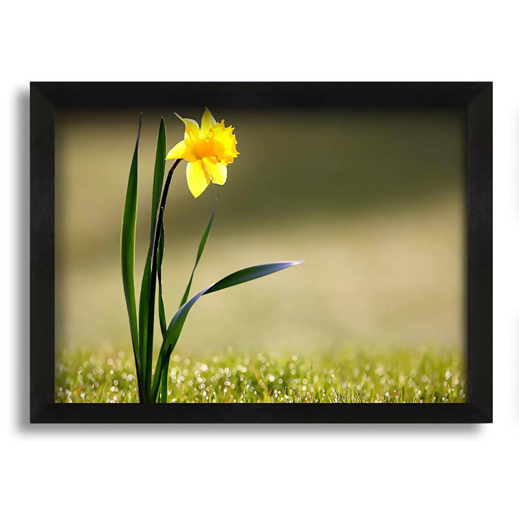 Ebern Designs Single Daffodil - Single Picture Frame Photograph on ...
