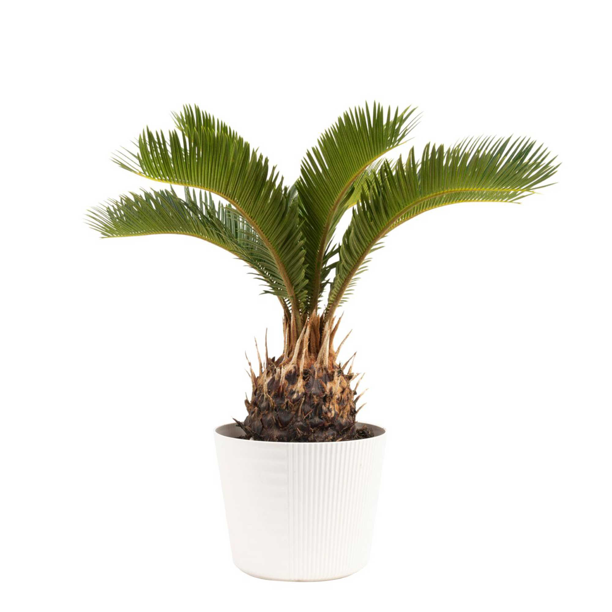 Costa Farms Indoor Cycas Sago Palm House Plant in 6-inch Décor Pot ...