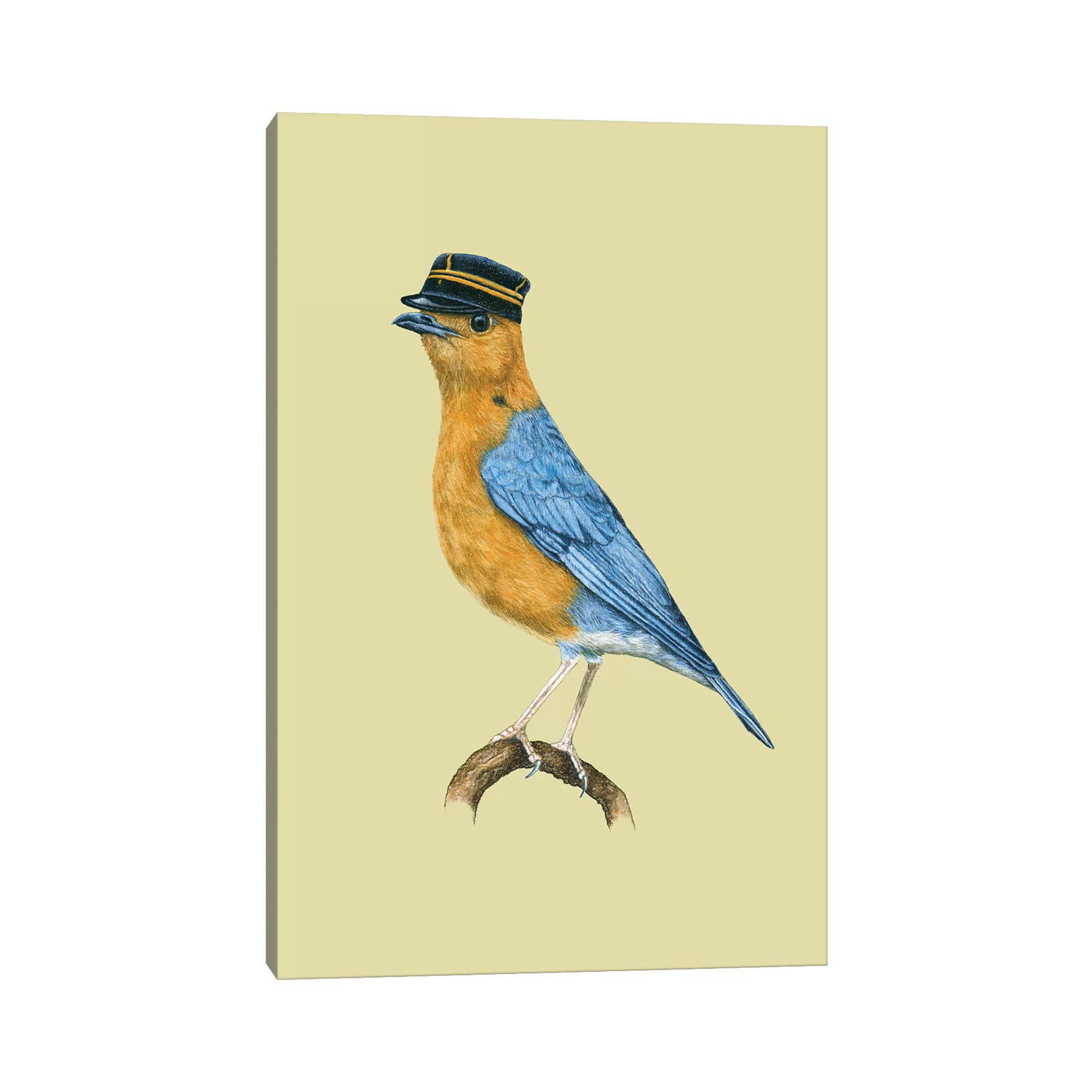 East Urban Home Orange-Headed Thrush by Mikhail Vedernikov - Wrapped ...