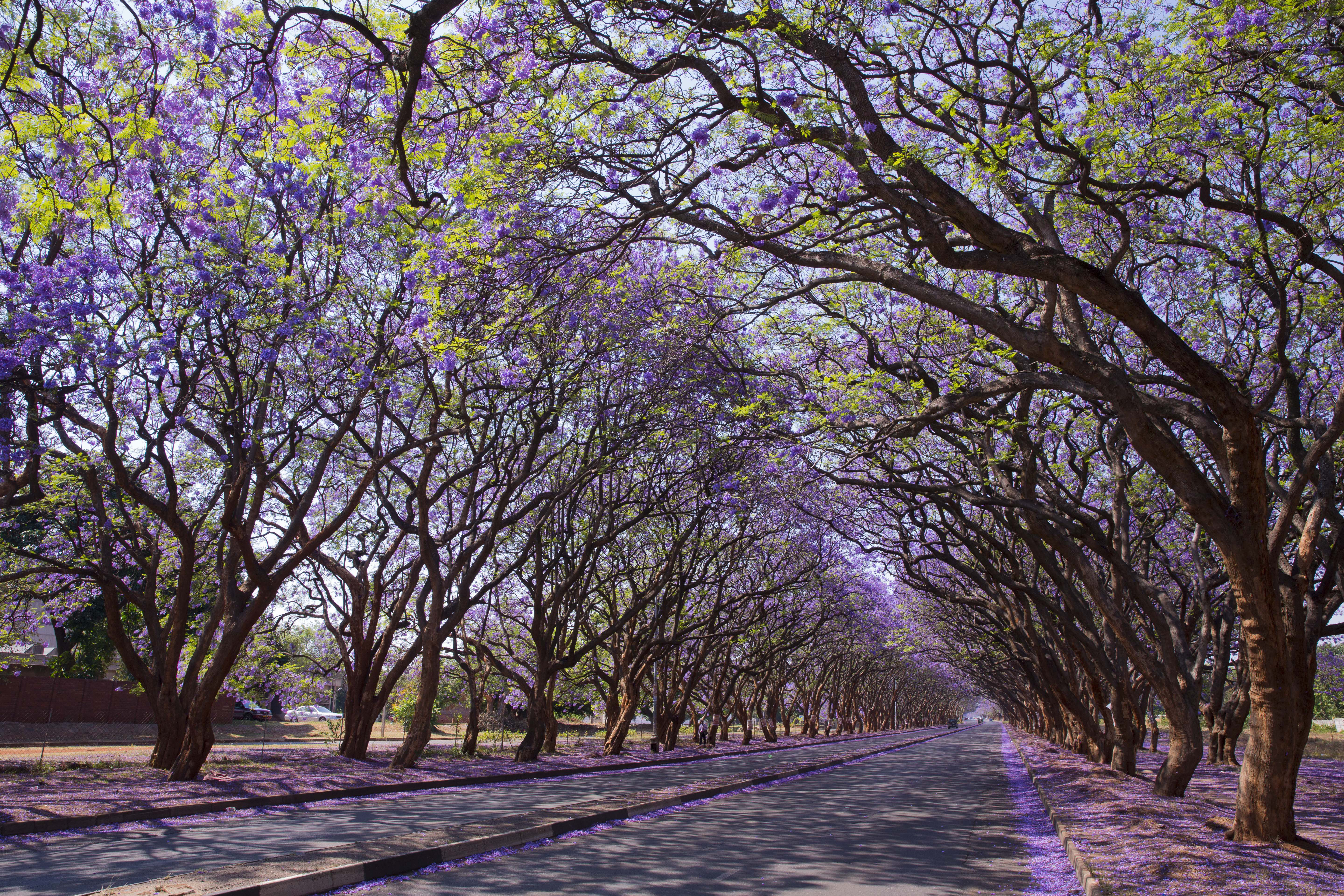 Ebern Designs Jacaranda Trees by Jez_Bennett - Wrapped Canvas ...
