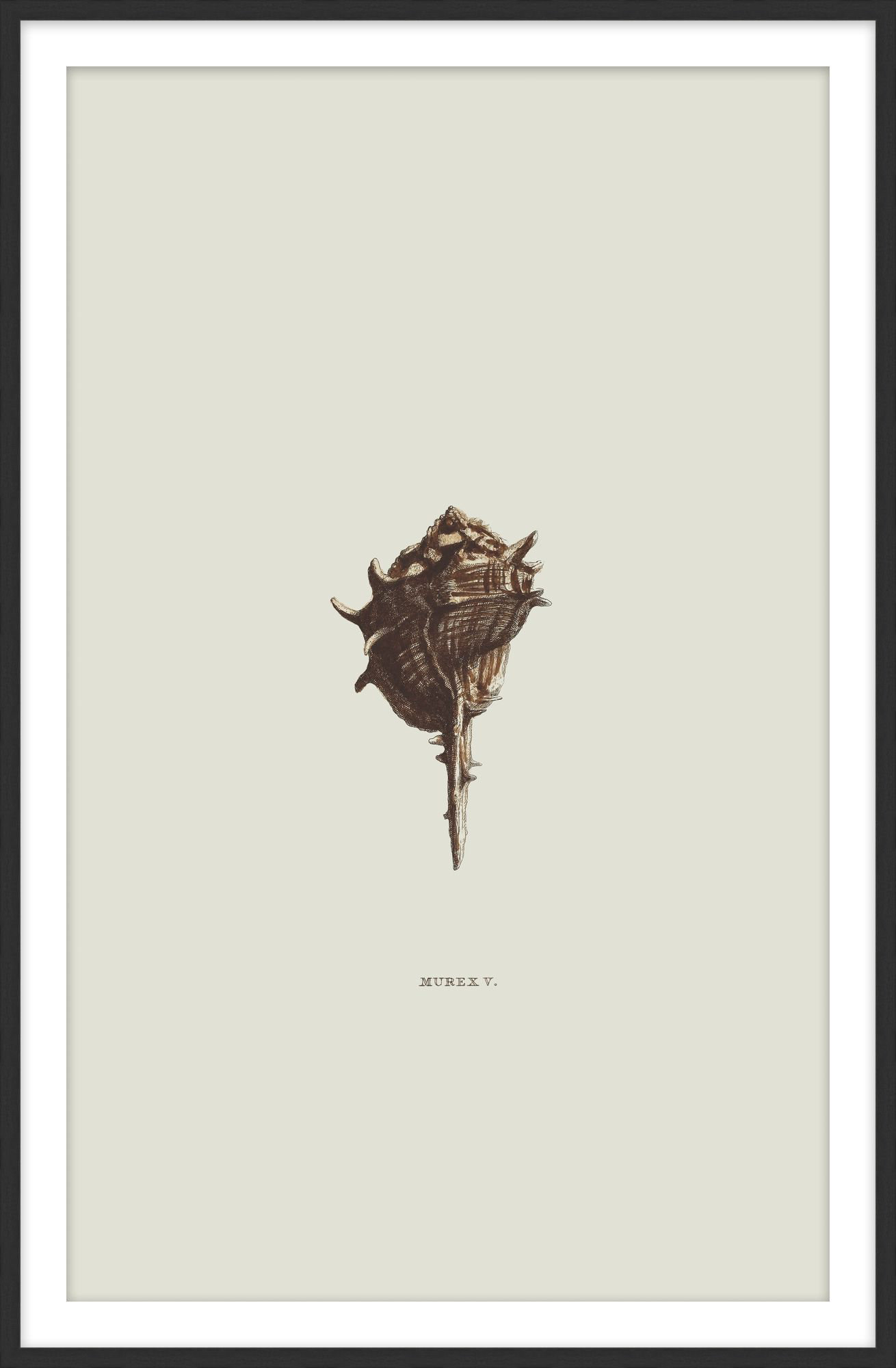 Theodore Alexander Sundry Murex 5 Print by Studio L57 Nouvelle Theodore ...