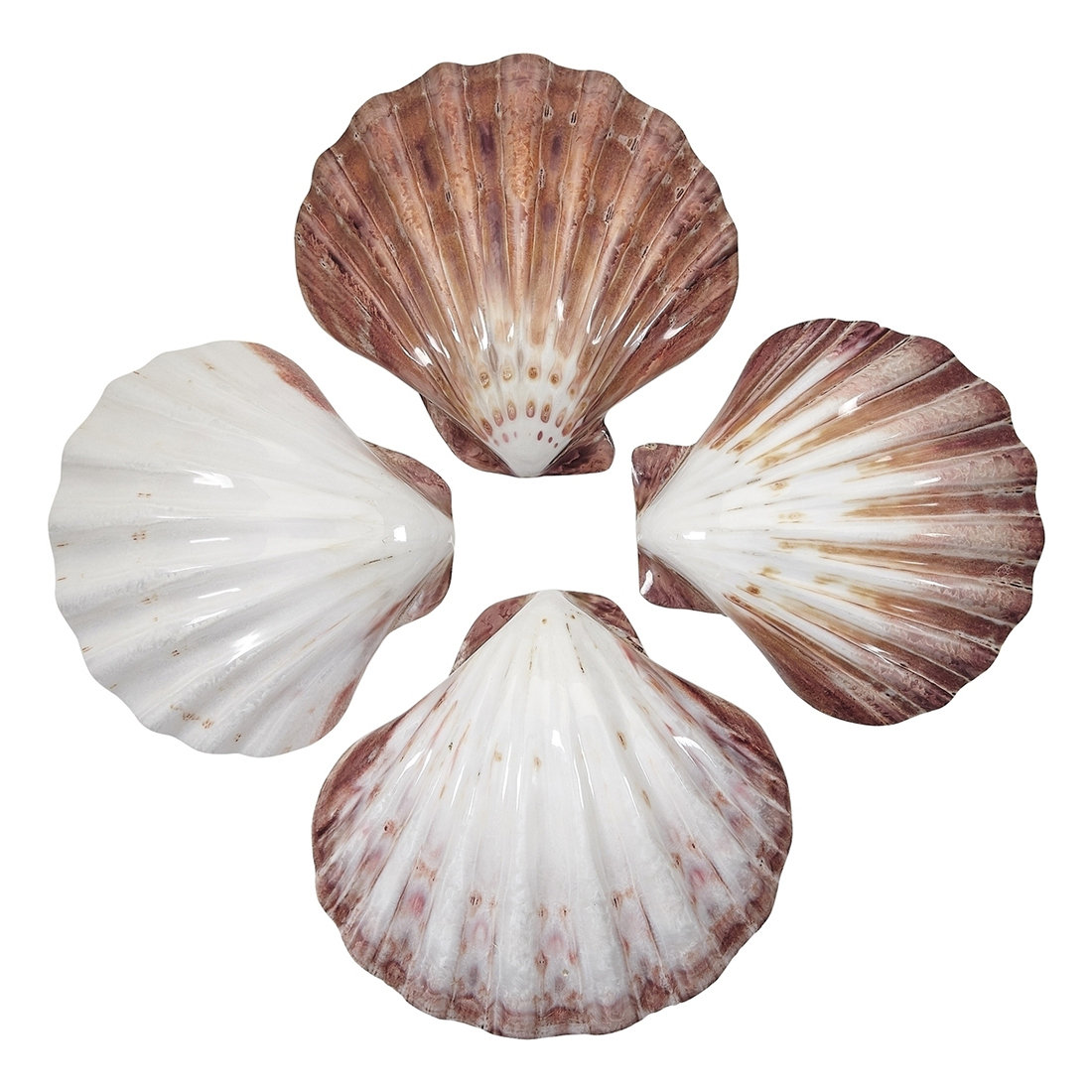 Rosecliff Heights 3 Piece Stotler Lion's Paw Decorative Seashell Set ...