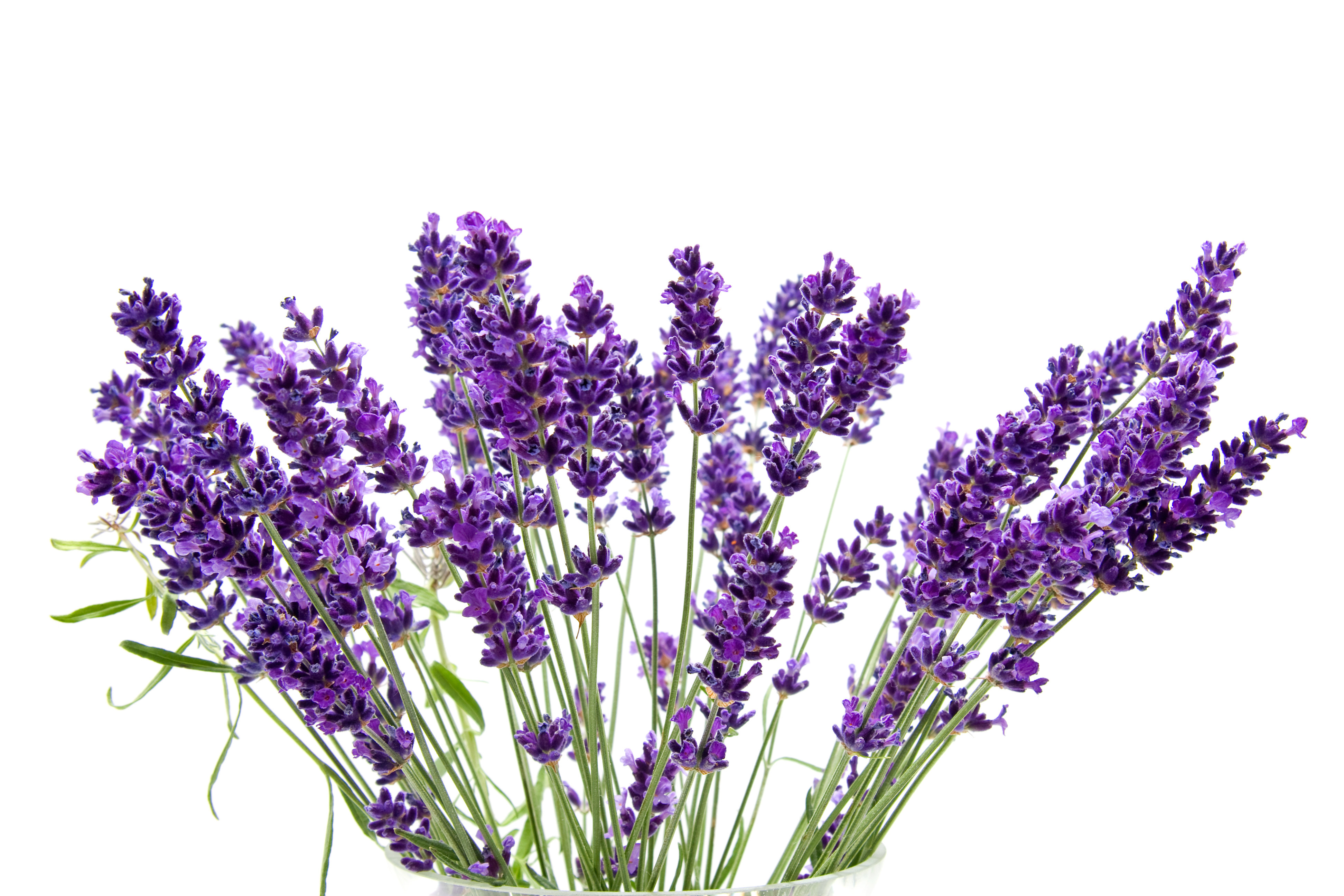 Ebern Designs Lavender by Sannie32 - Print - Wayfair Canada