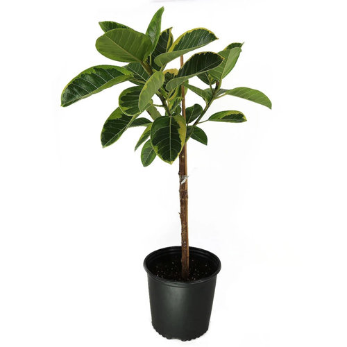 American Plant Exchange Tree Live Ficus Yellow Gem, 3-Gallon Nursery ...