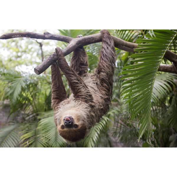 Millwood Pines Two-Toed Sloth Show Tounge - Wayfair Canada