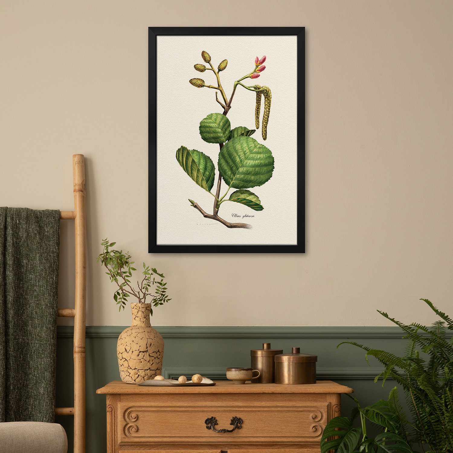 George Oliver Botany Alnus Glutinosa - Wall Art Print - Gallery Poster ...