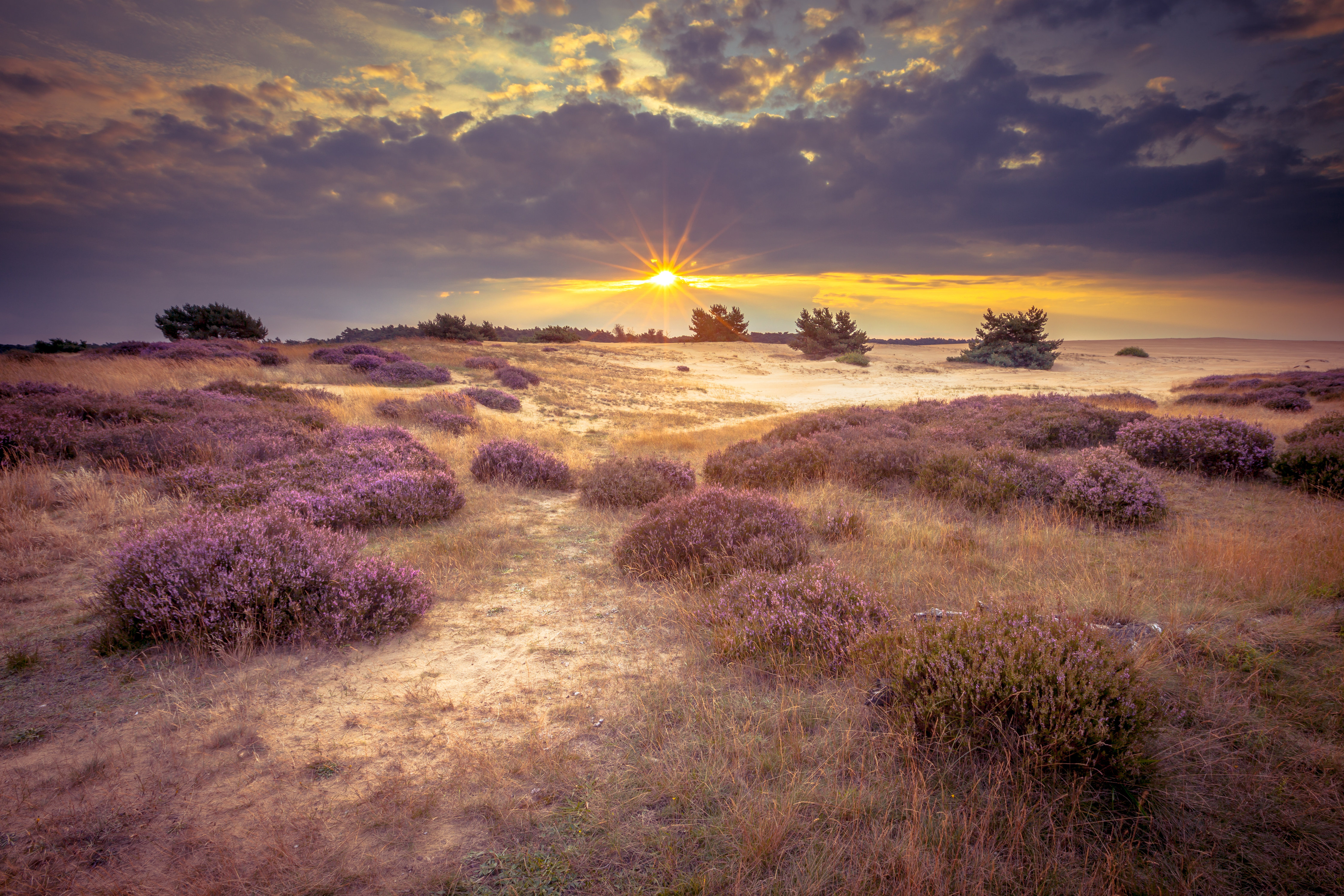 House of Hampton Driskell Hoge Veluwe Sand Heathland - Wrapped Canvas ...