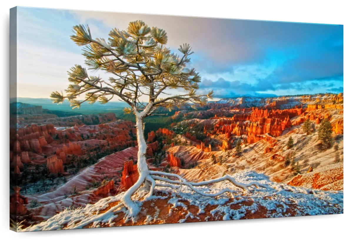 Elephant Stock Snow Wrapped Tree | Wayfair