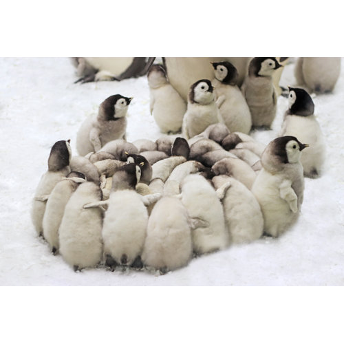 Ebern Designs Emperor Penguin Chicks On Canvas by Gabriele Grassl Print ...