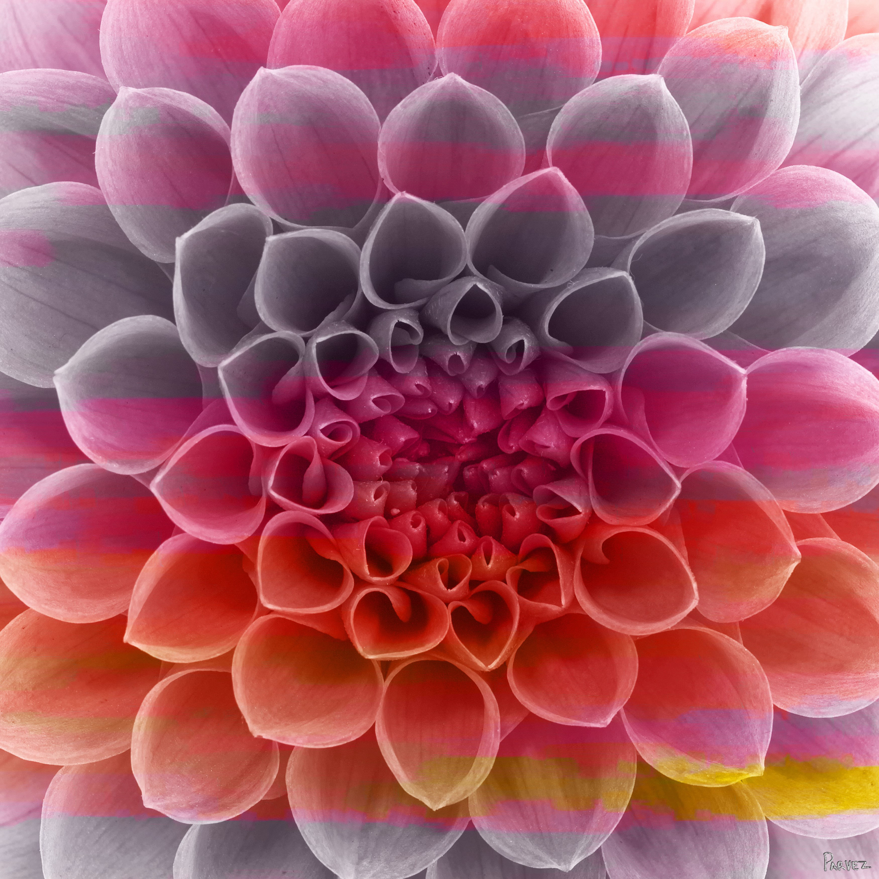 Parvez Taj 'Summer Heat' by Parvez Taj - Wrapped Canvas Painting Print ...