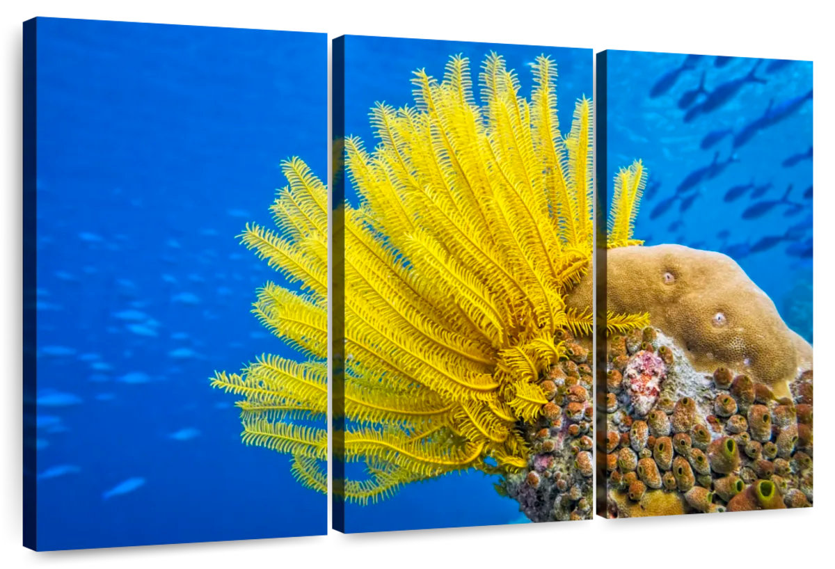 Ebern Designs Brampt Yellow Feather Starfish - Wayfair Canada