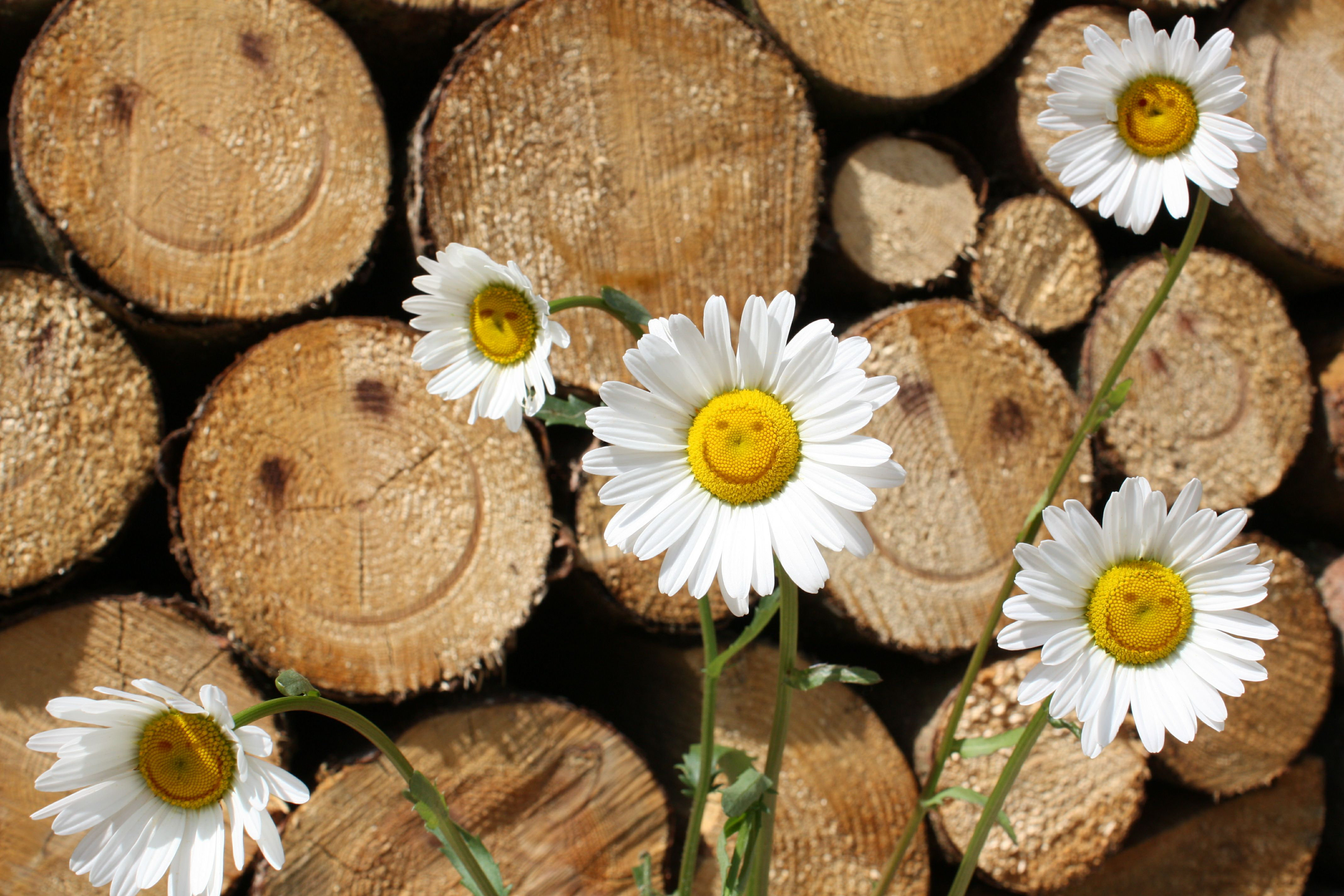 Ebern Designs White Daisies - Wrapped Canvas Photograph | Wayfair