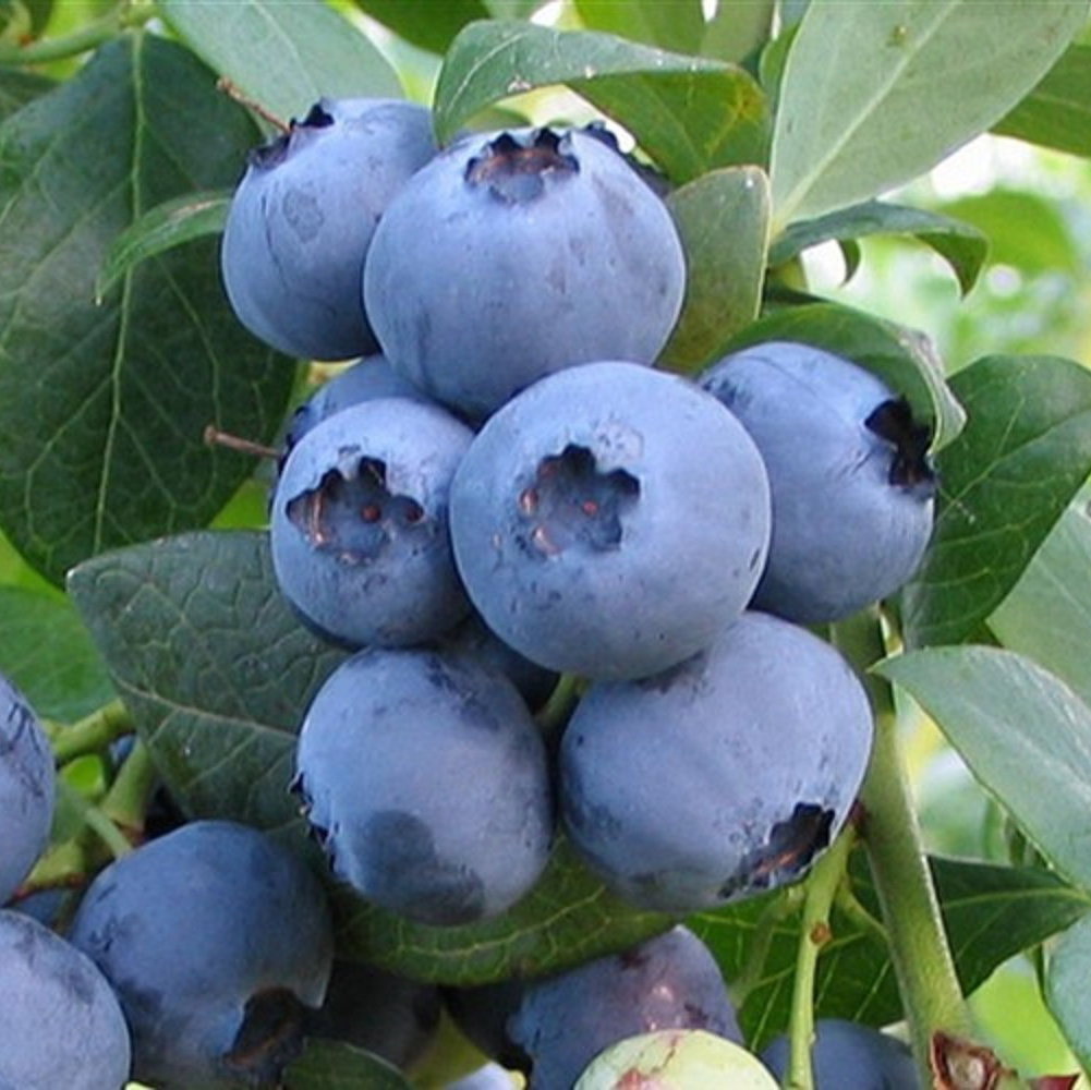 Southern Living Plant Collection 2.5 Quart Bless Your Heart Blueberry ...
