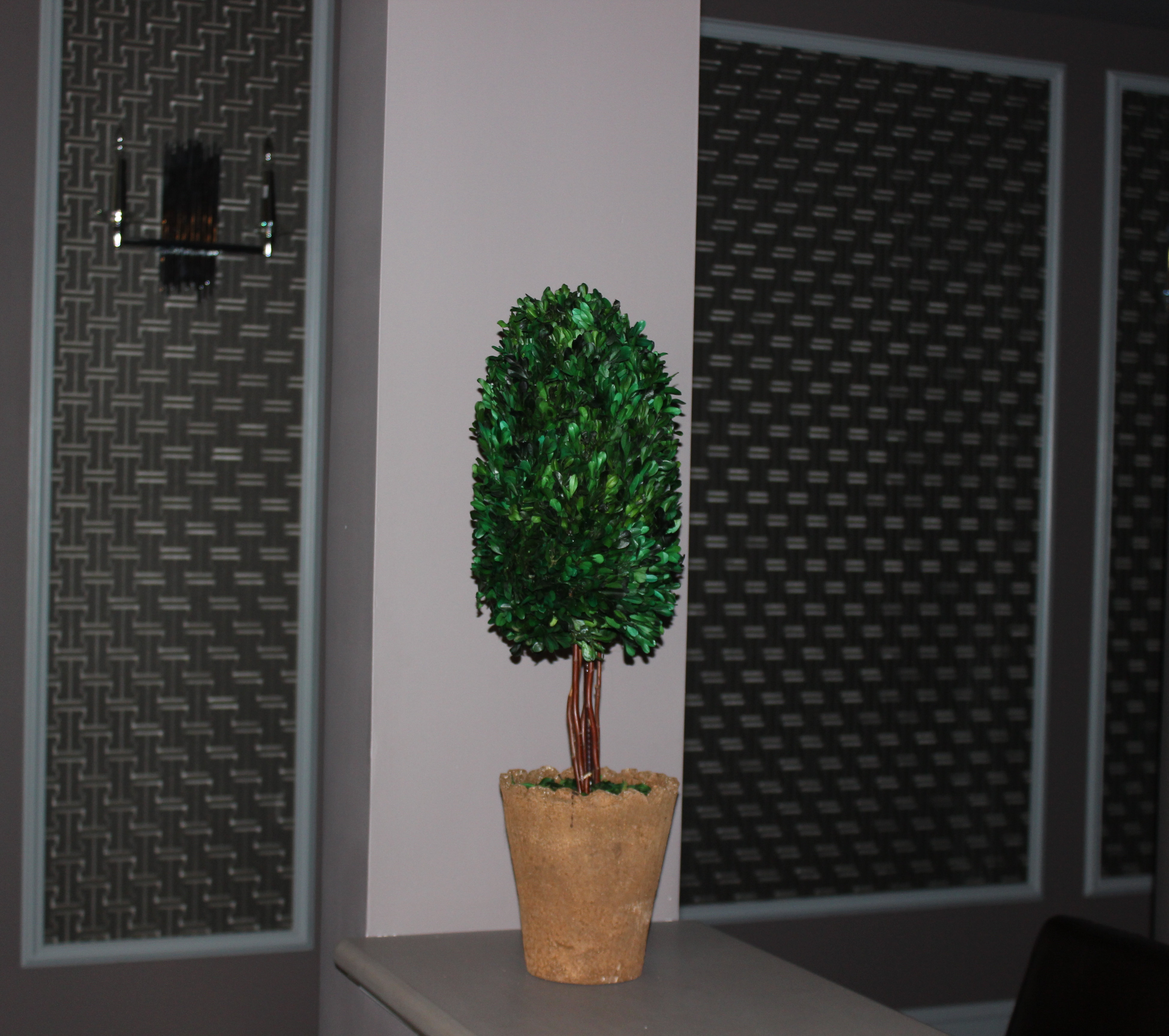 Primrue Boxwood Tree in Planter | Wayfair