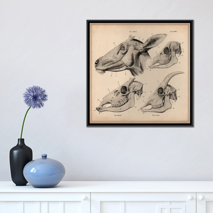 iCanvas 'Goat Head Skeleton Anatomy' by Wilhelm Ellenberger and Hermann ...