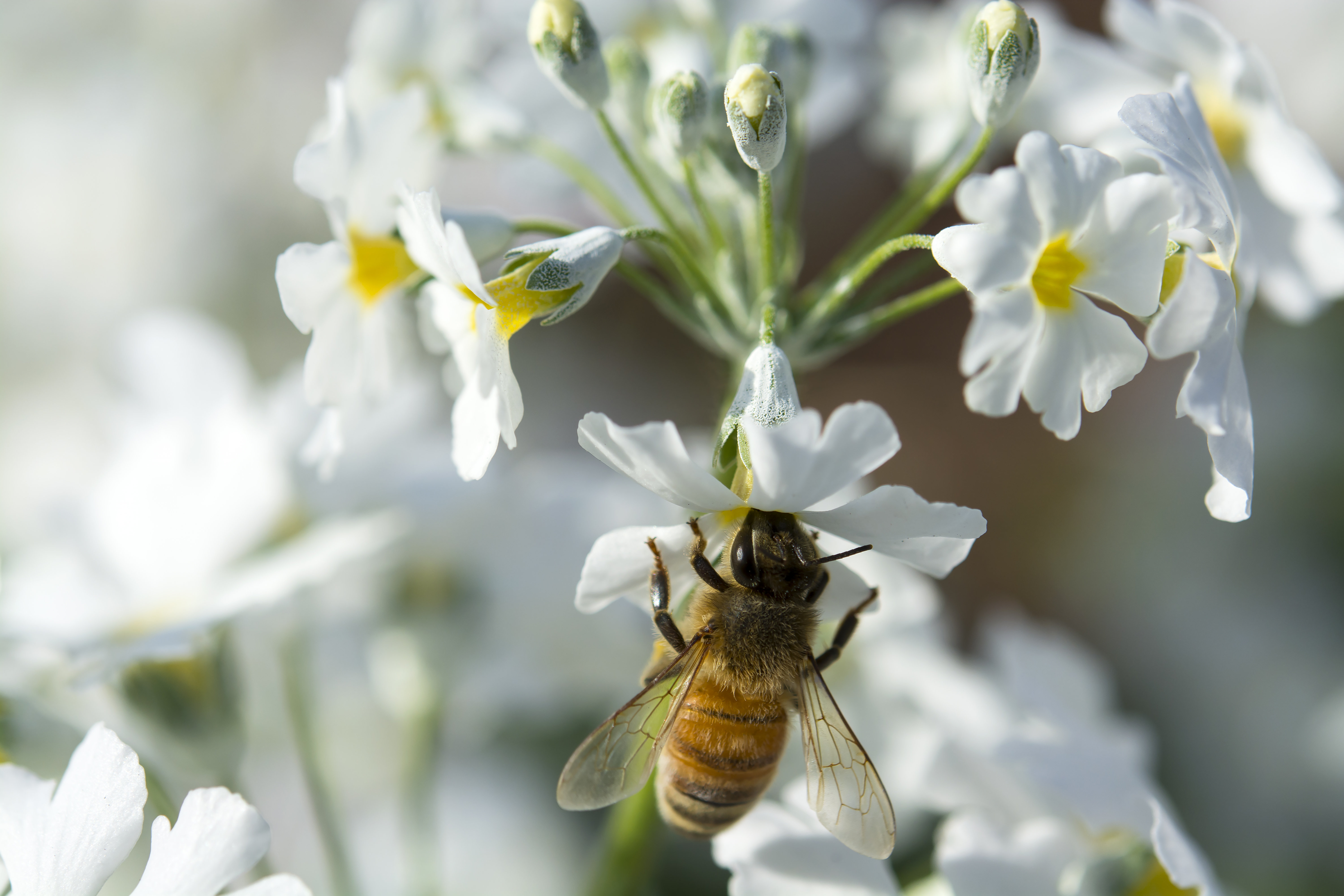 Gracie Oaks Bee by Ruglig | Wayfair