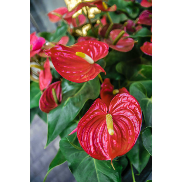Ebern Designs Anthurium Flower - Wrapped Canvas Photograph | Wayfair