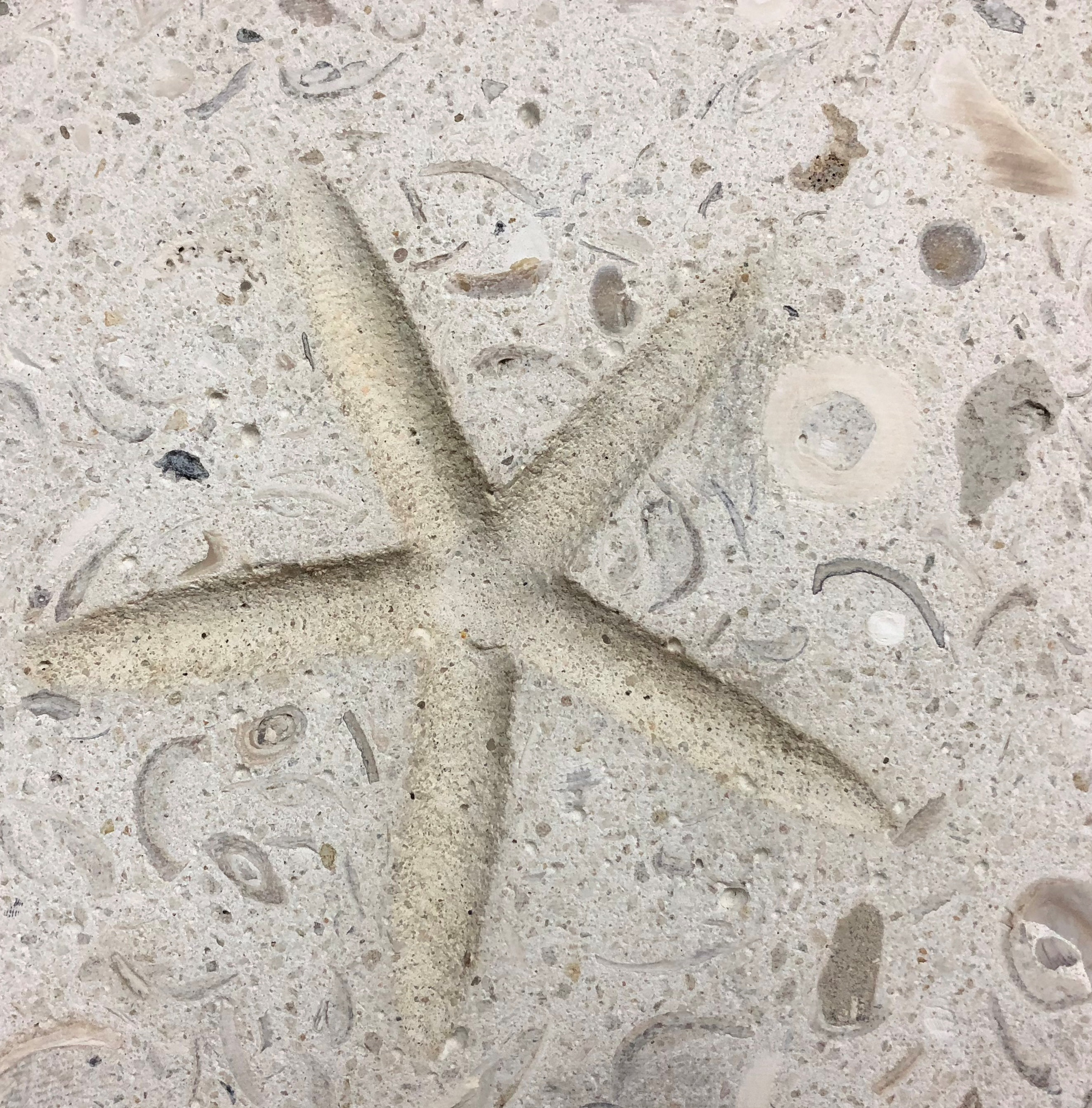 Matrix-Z 6" x 6" Seastone Cement Starfish Fossil Impression Square Edge ...