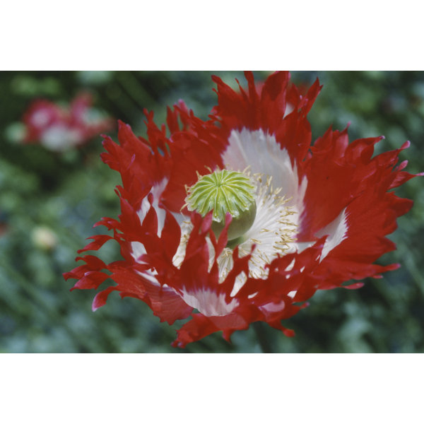 Rosalind Wheeler Raglin Poppy by Meg McComb - Wrapped Canvas Art Prints ...