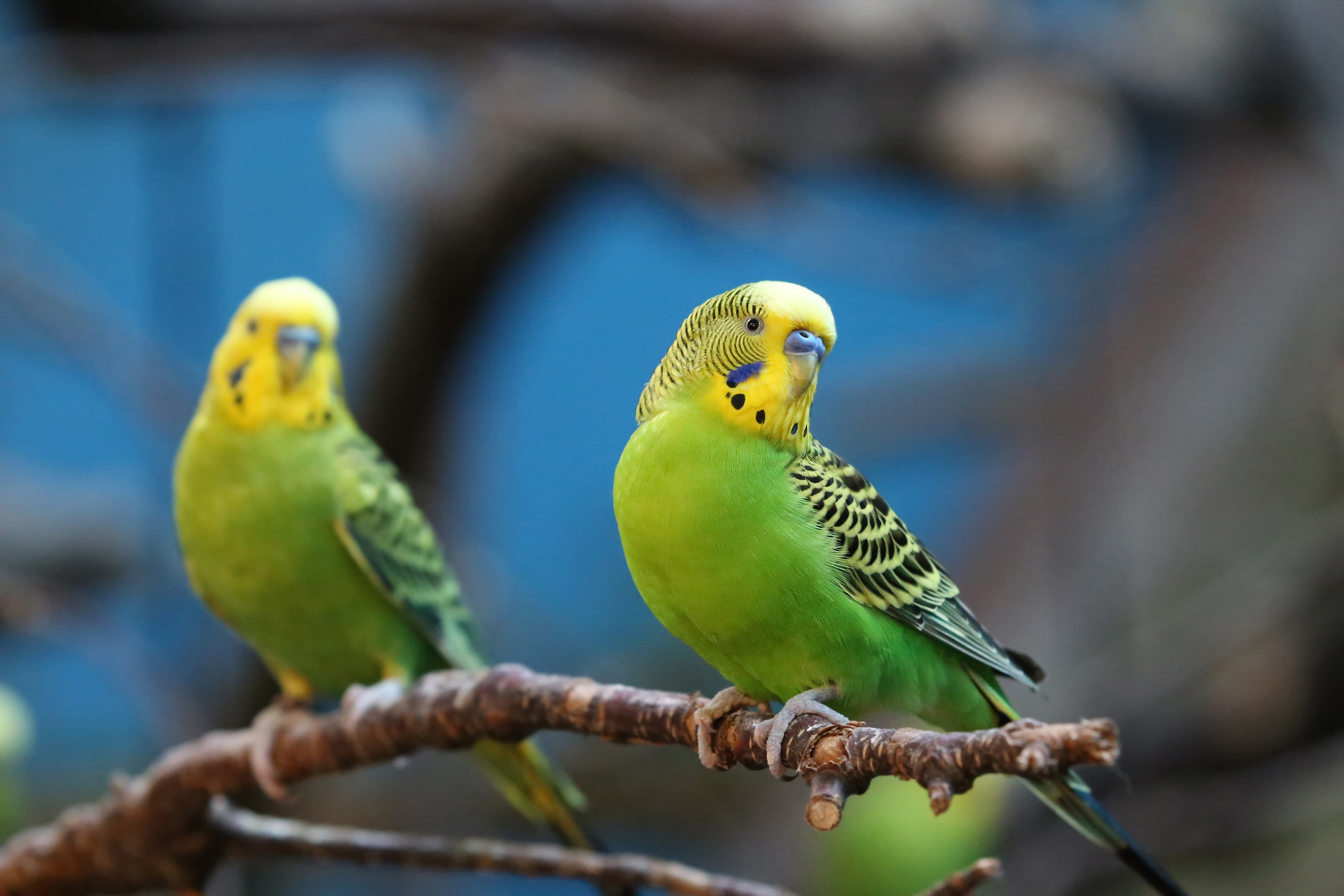 Bay Isle Home™ Budgie - Wrapped Canvas Photograph | Wayfair
