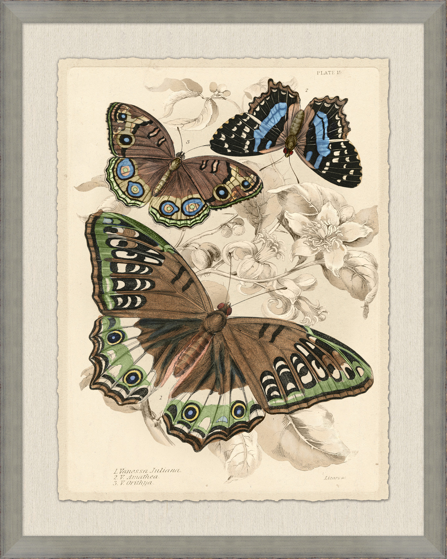Wendover Art Group Naturalist Library Papillion 3 - Picture Frame Print ...