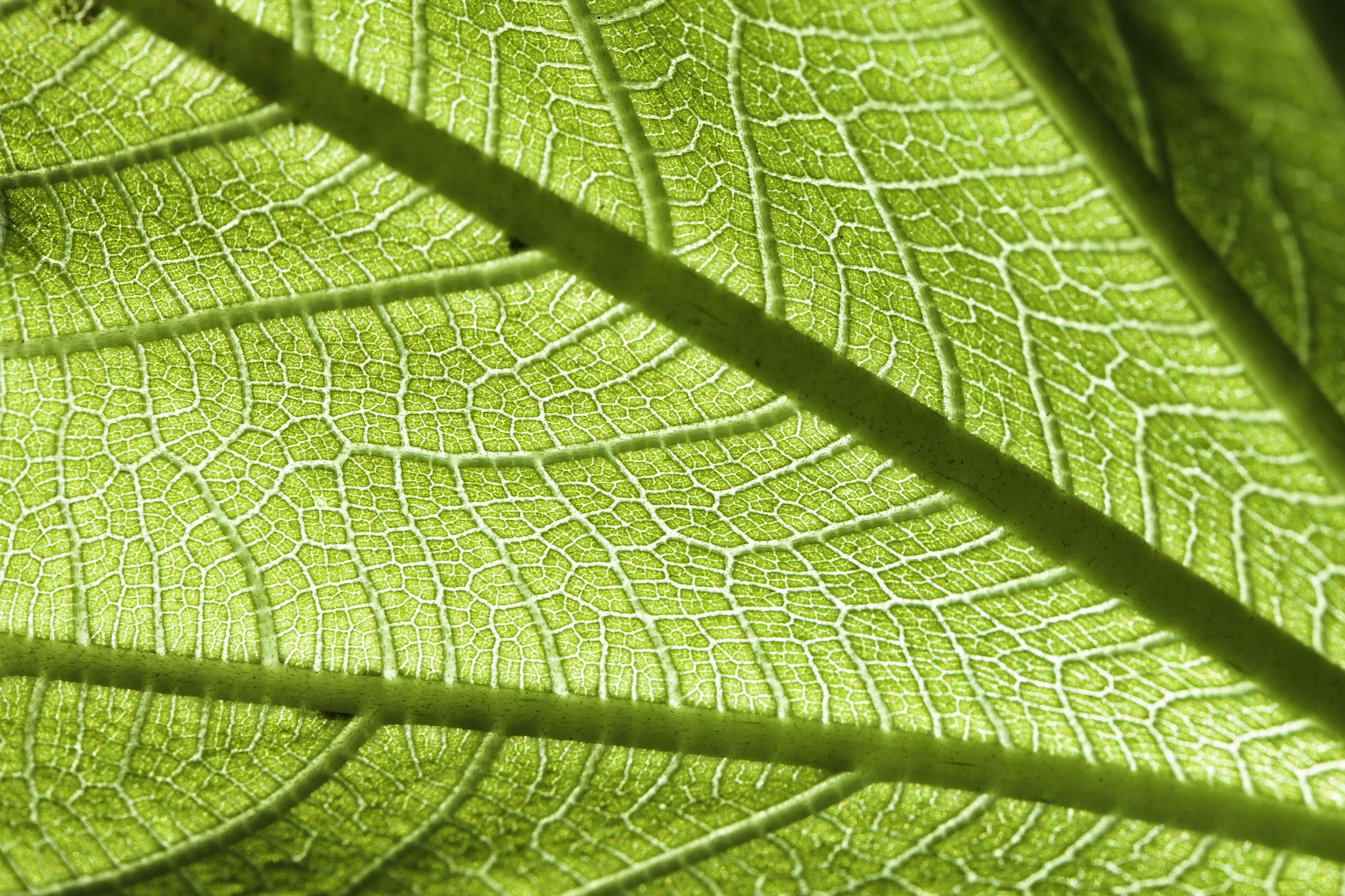 Ebern Designs Green Leaf - Wrapped Canvas Photograph | Wayfair