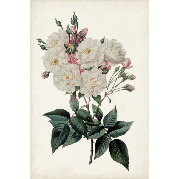Mercer41 Vintage Rose Clippings IV - Painting | Wayfair.co.uk