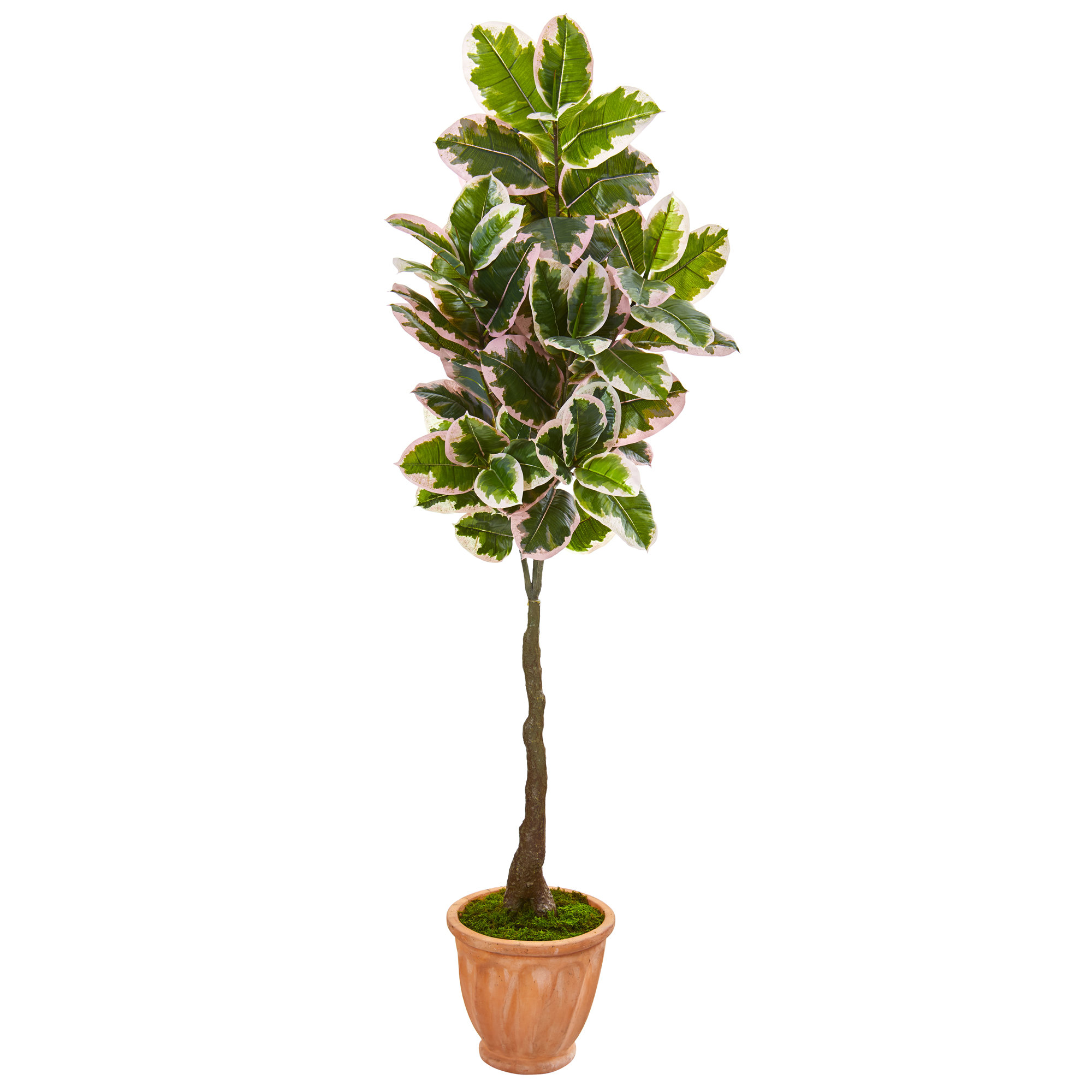 Alcott Hill® Artificial Rubber Leaf Tree in Pot - Wayfair Canada