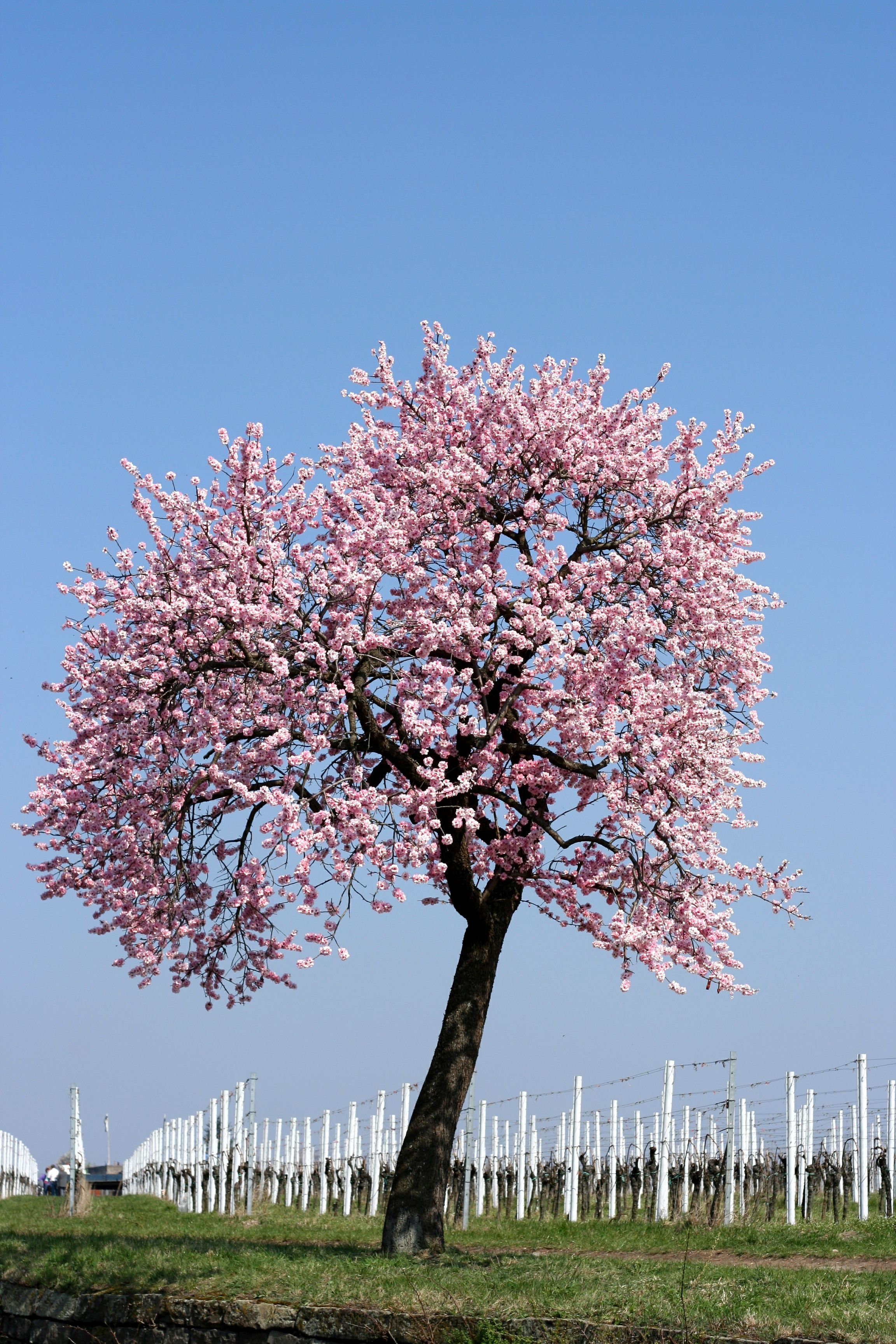 Ebern Designs Almond Tree by Fontanis - Print - Wayfair Canada