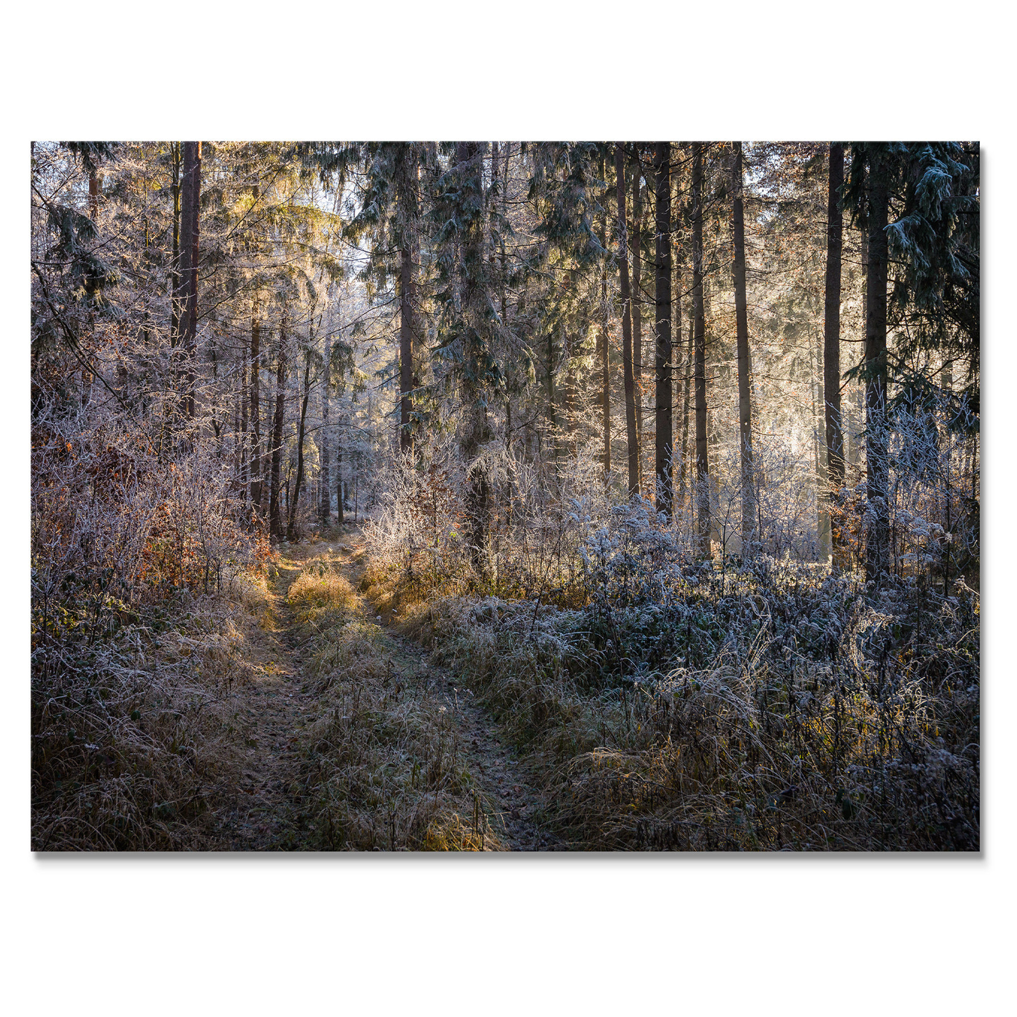 Millwood Pines Forest Trees In Winter - Picture Frame Print on Canvas ...