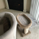 Archie & Oscar™ Hamil 21'' H Cat Tree & Reviews | Wayfair